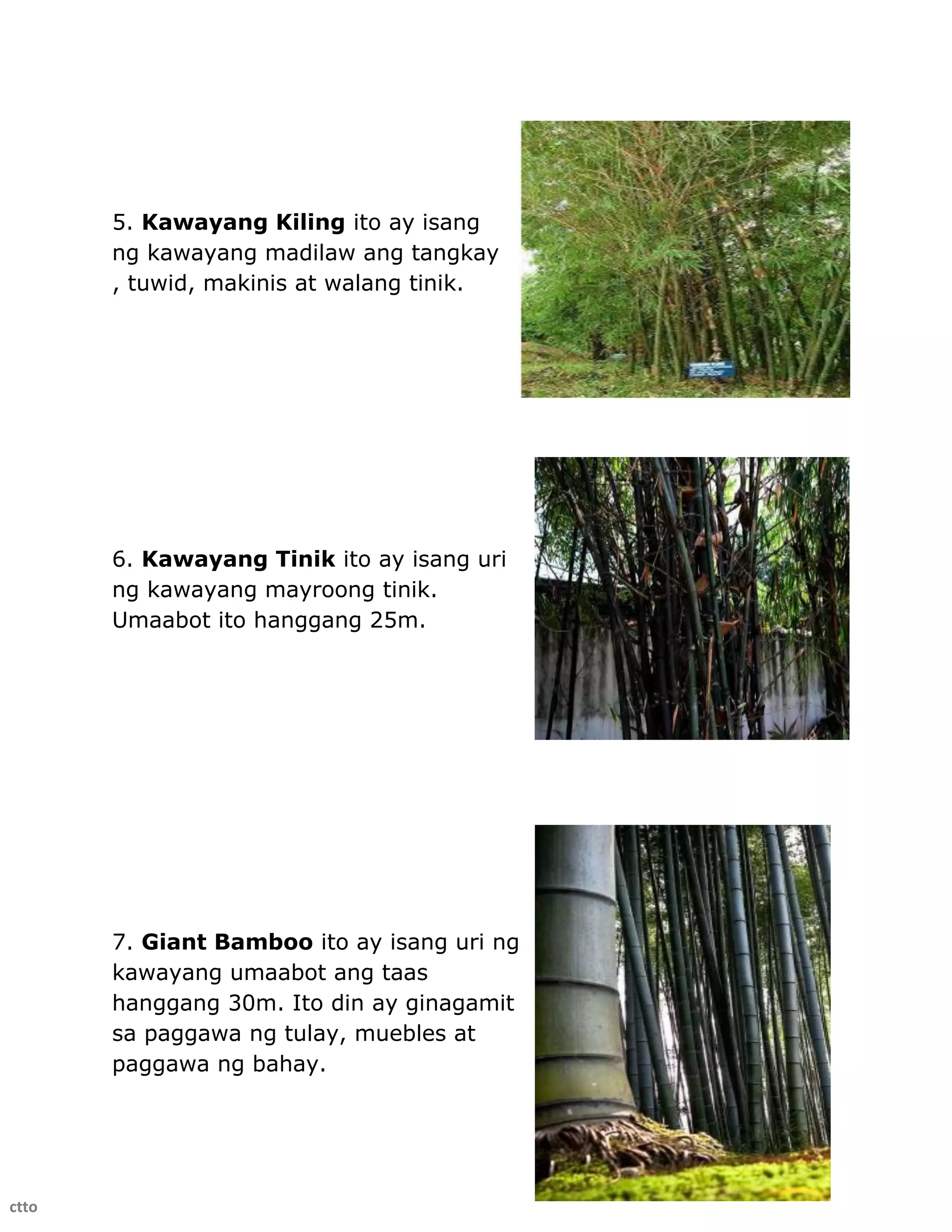 Uri ng kawayan | PDF