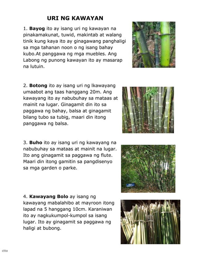 Uri ng kawayan | PDF