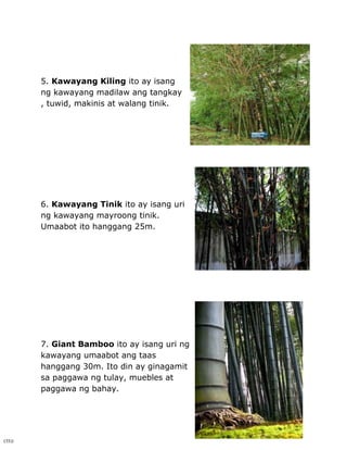 Uri ng kawayan | PDF