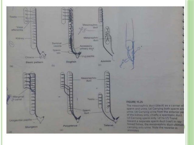 urinogenital biological species concept syst.pptx | Free Download