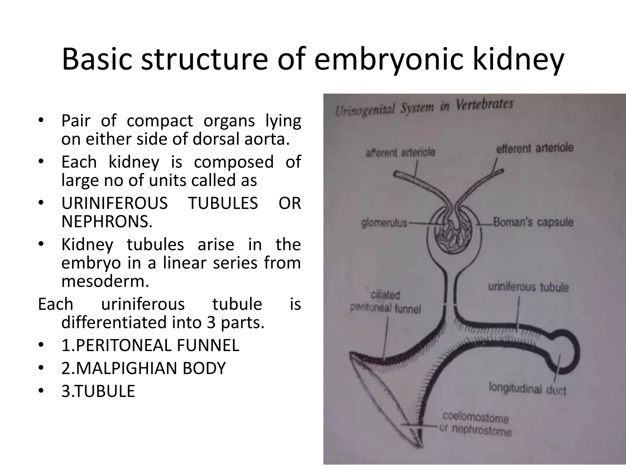 urinogenital system.pptx