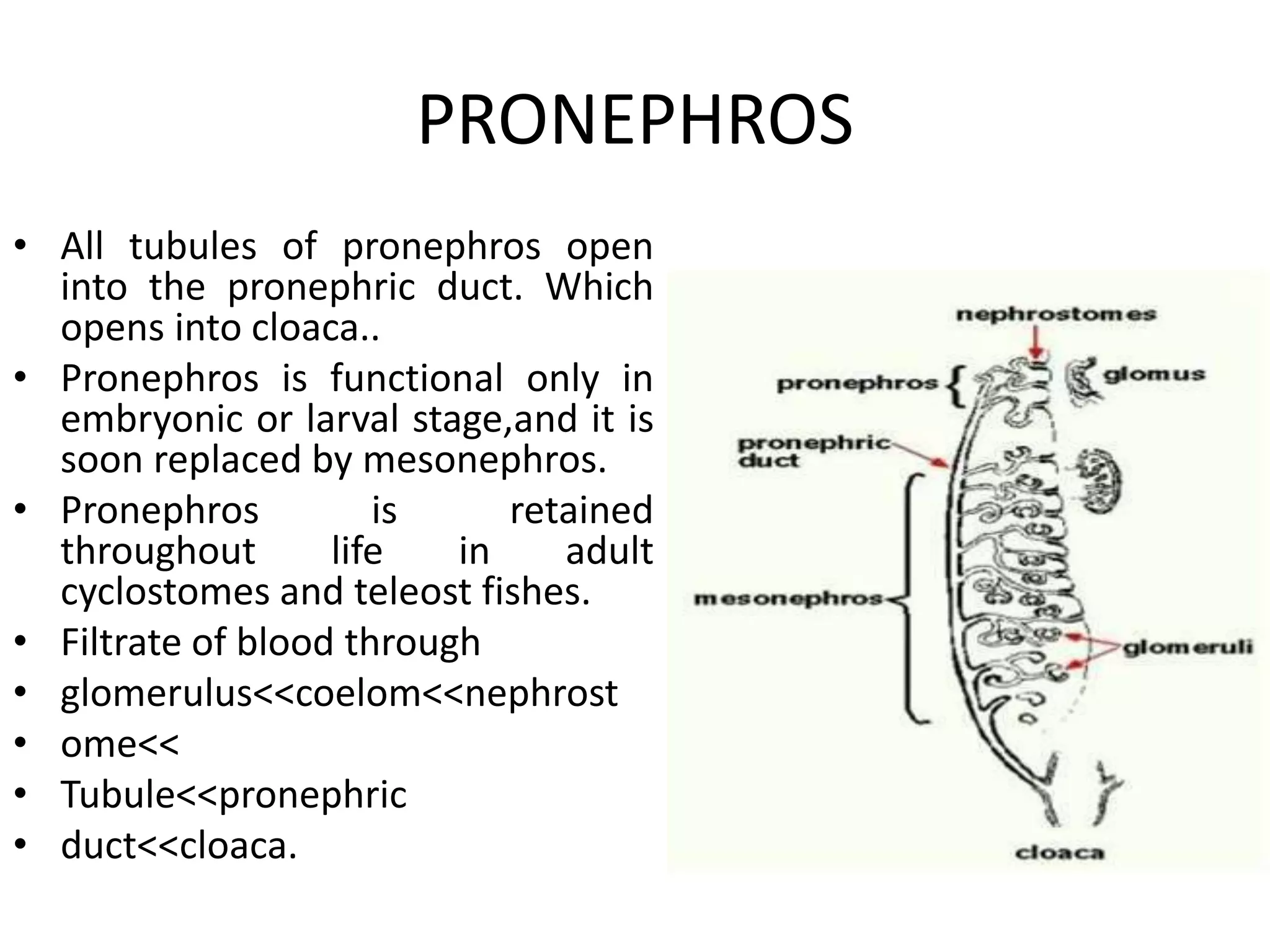 urinogenital system.pptx