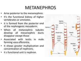 urinogenital system.pptx