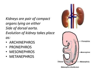 urinogenital system.pptx