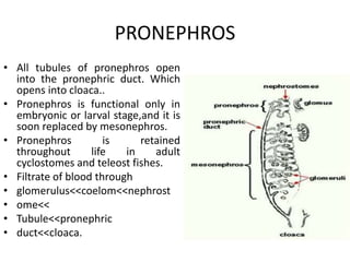 urinogenital system.pptx
