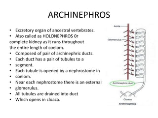 urinogenital system.pptx