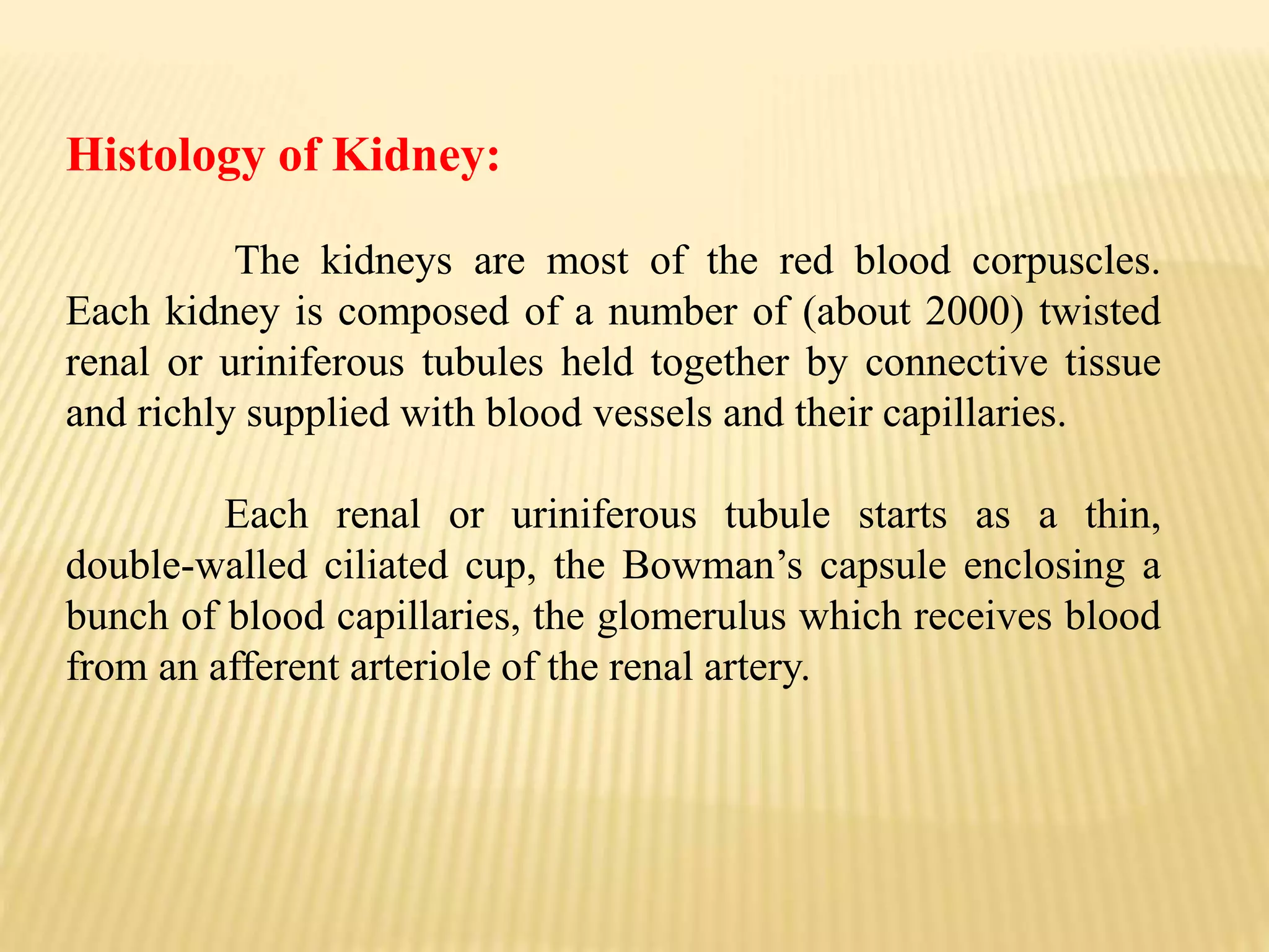 Urinogenital System in Frog 1.pptx