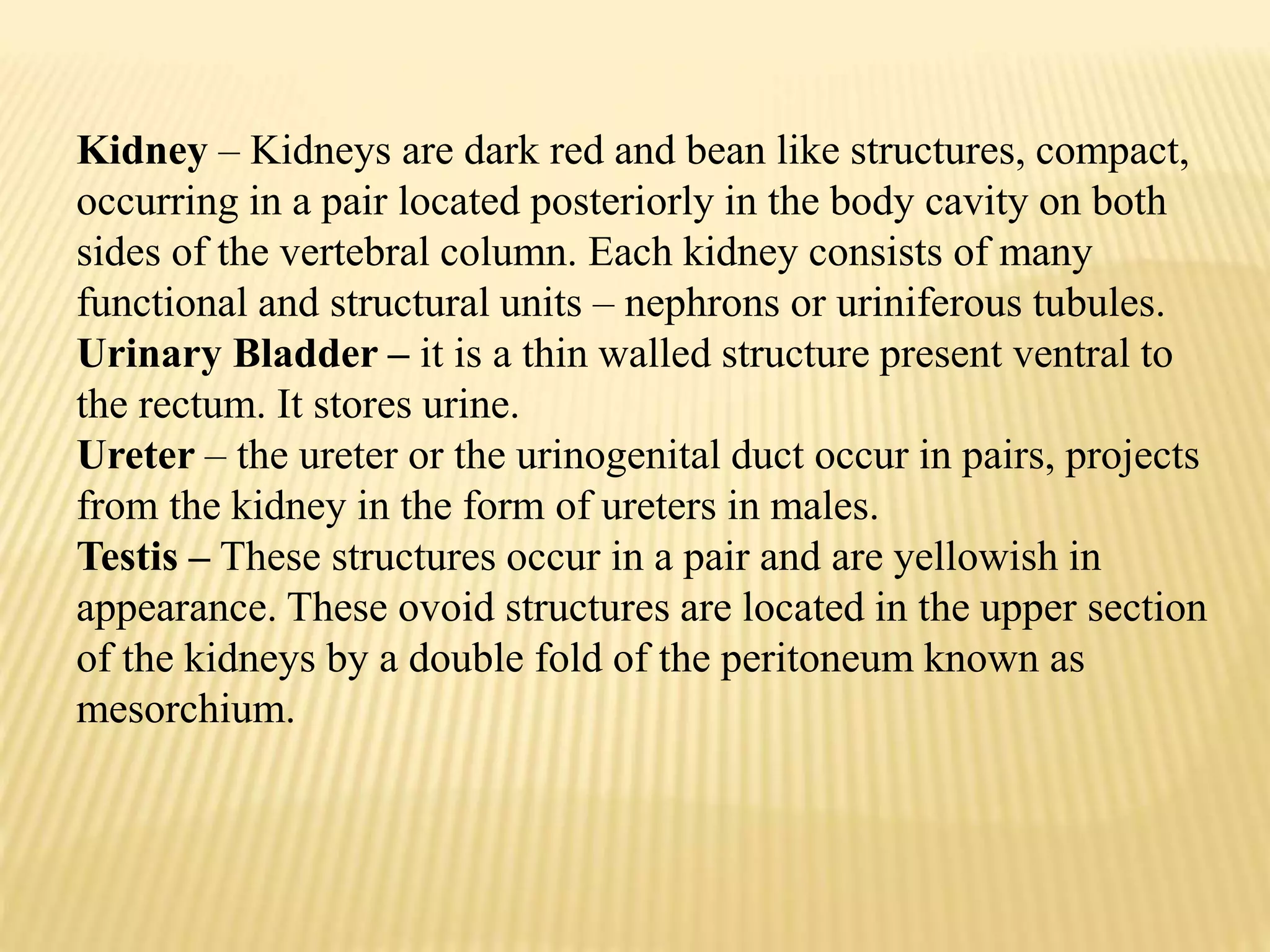 Urinogenital System in Frog 1.pptx
