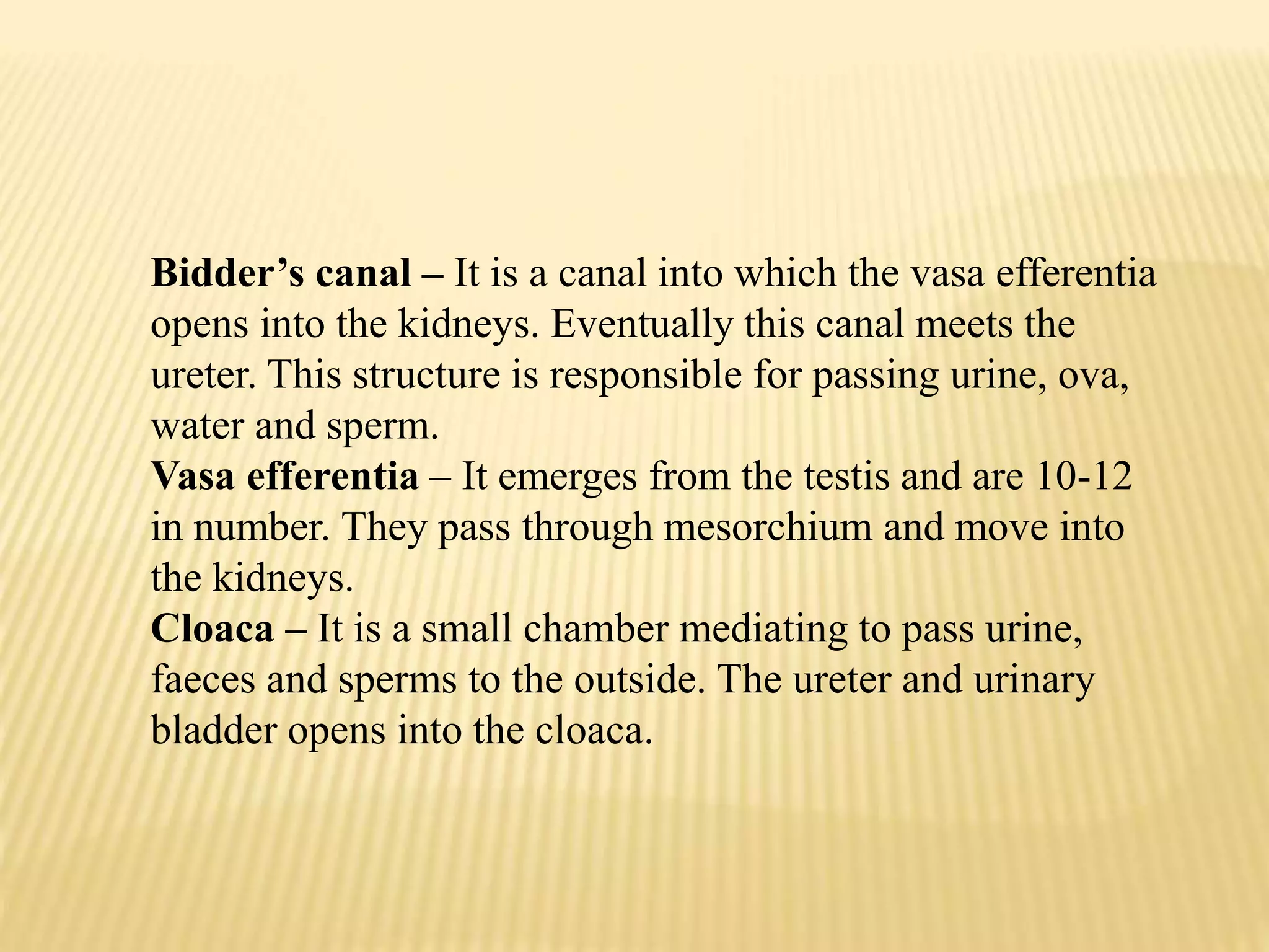 Urinogenital System in Frog 1.pptx