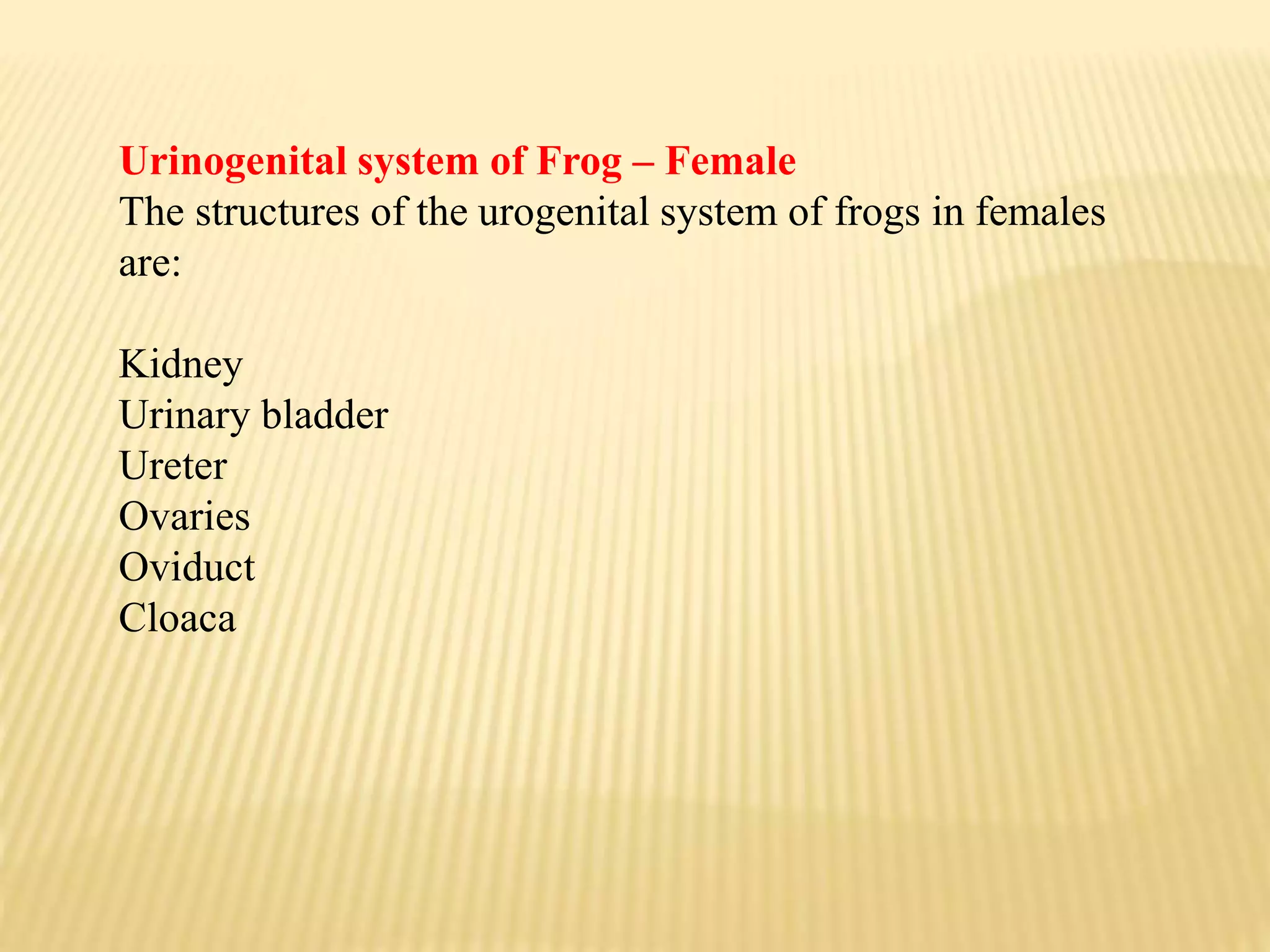 Urinogenital System in Frog 1.pptx