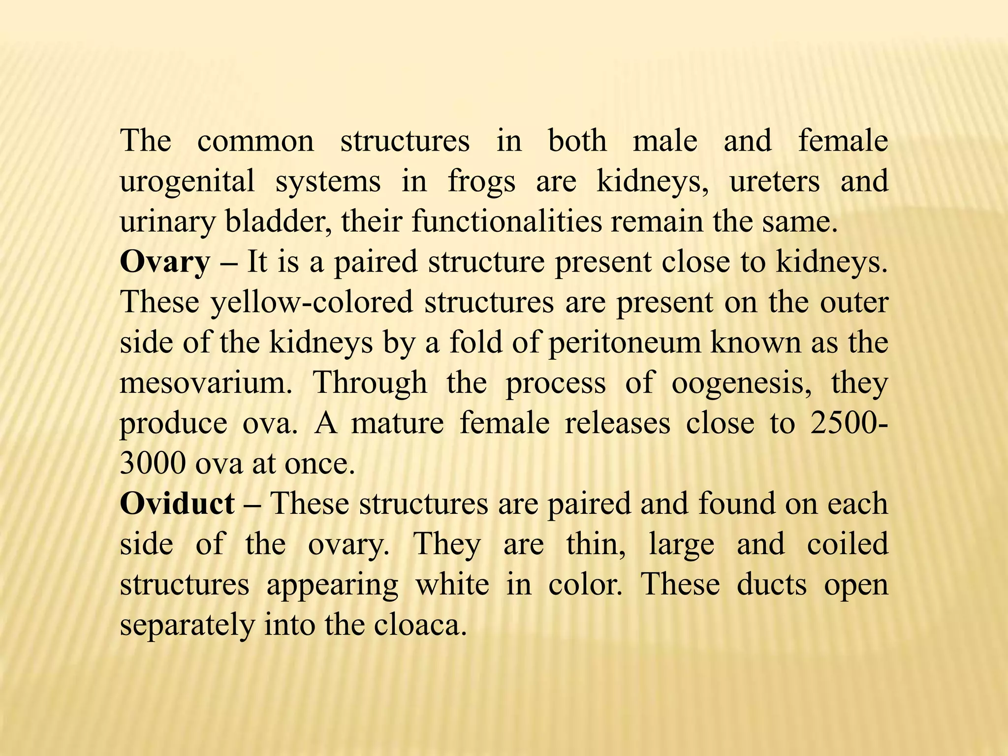 Urinogenital System in Frog 1.pptx