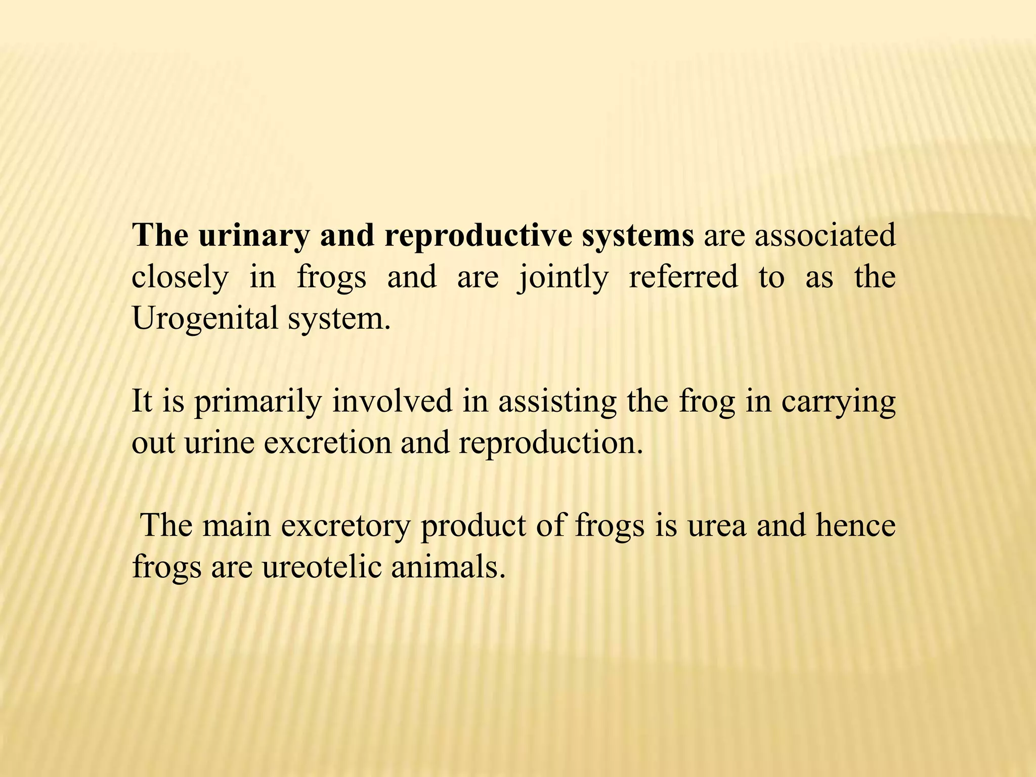 Urinogenital System in Frog 1.pptx