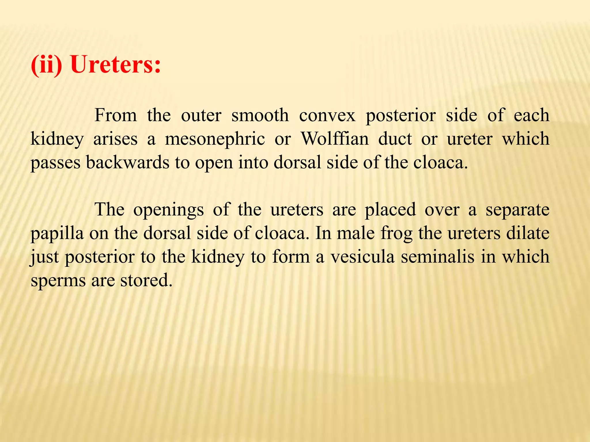 Urinogenital System in Frog 1.pptx