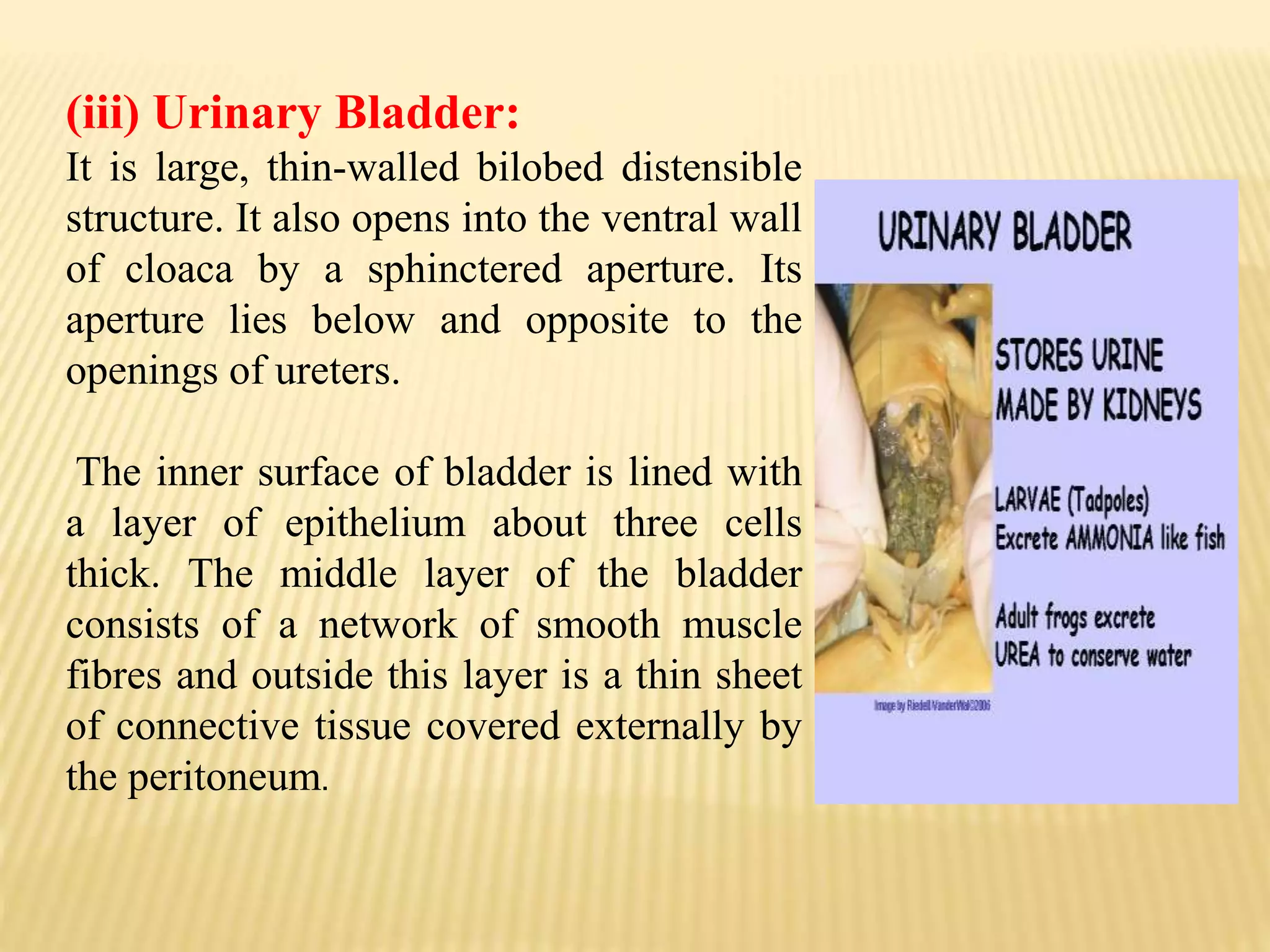 Urinogenital System in Frog 1.pptx