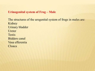 Urinogenital System in Frog 1.pptx