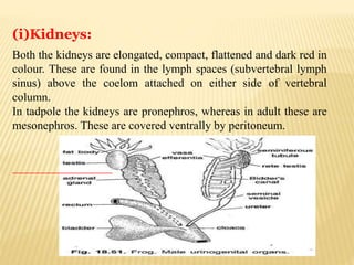 Urinogenital System in Frog 1.pptx