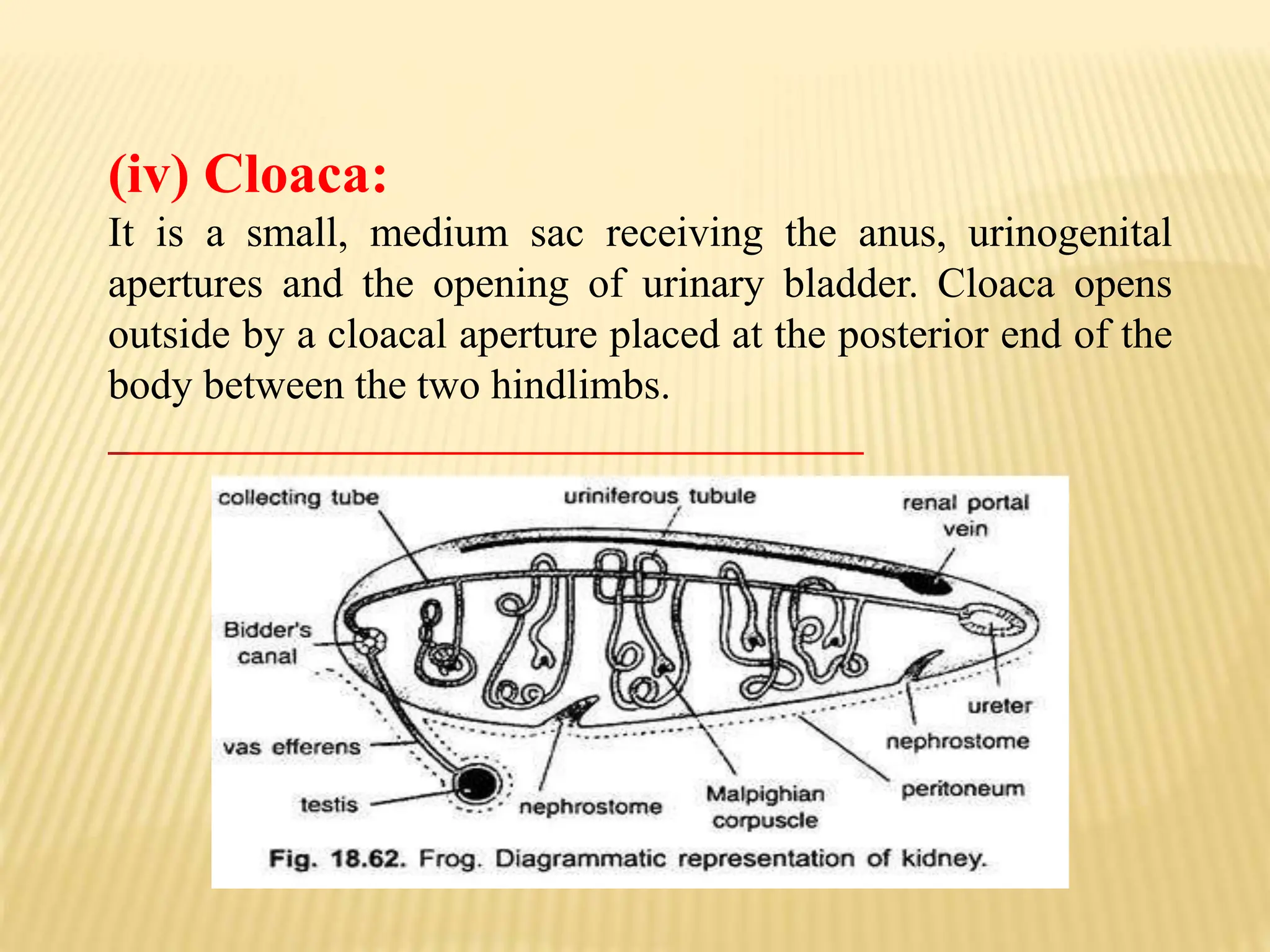 Urinogenital System in Frog 1.pptx