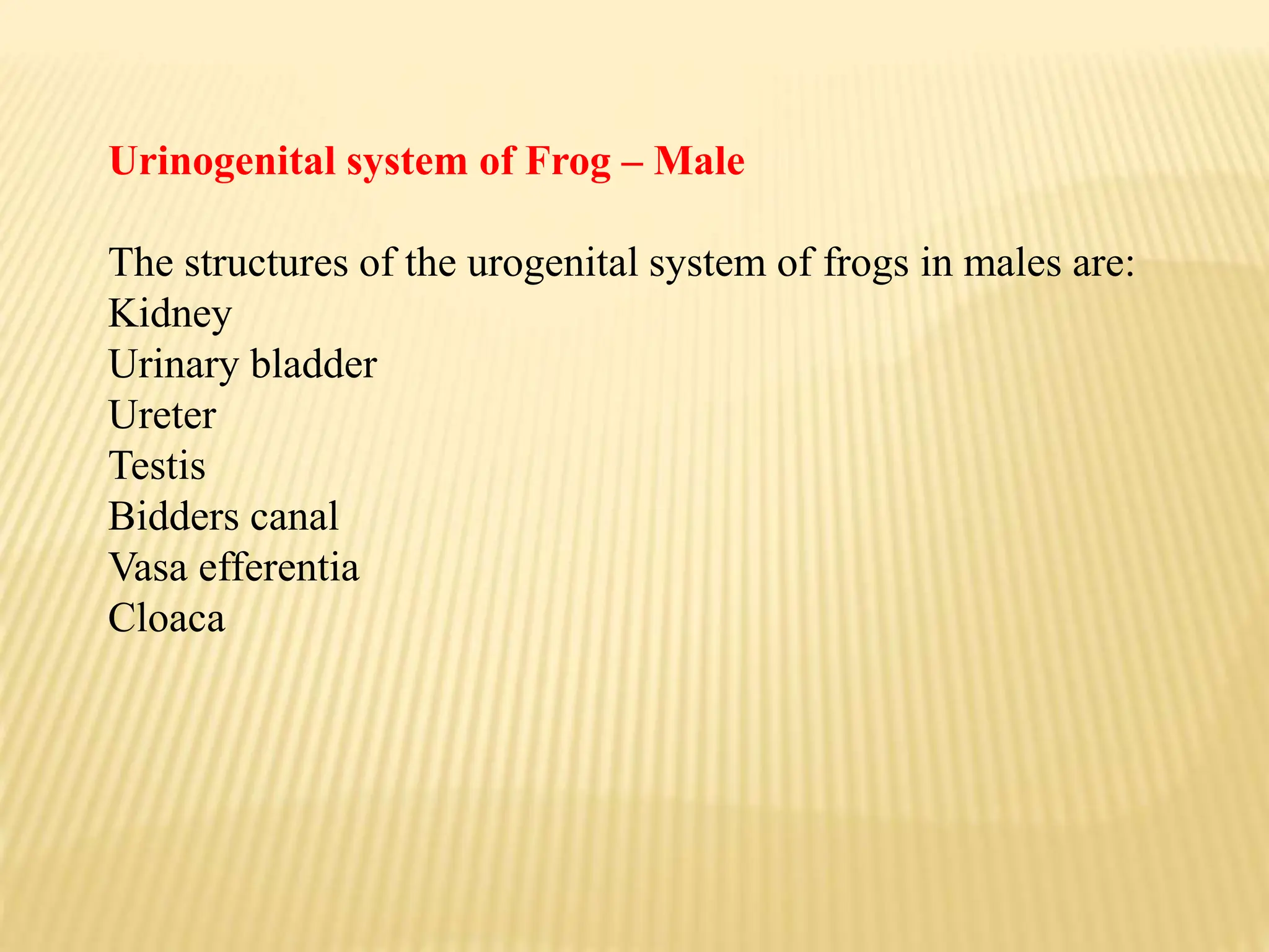 Urinogenital System in Frog 1.pptx