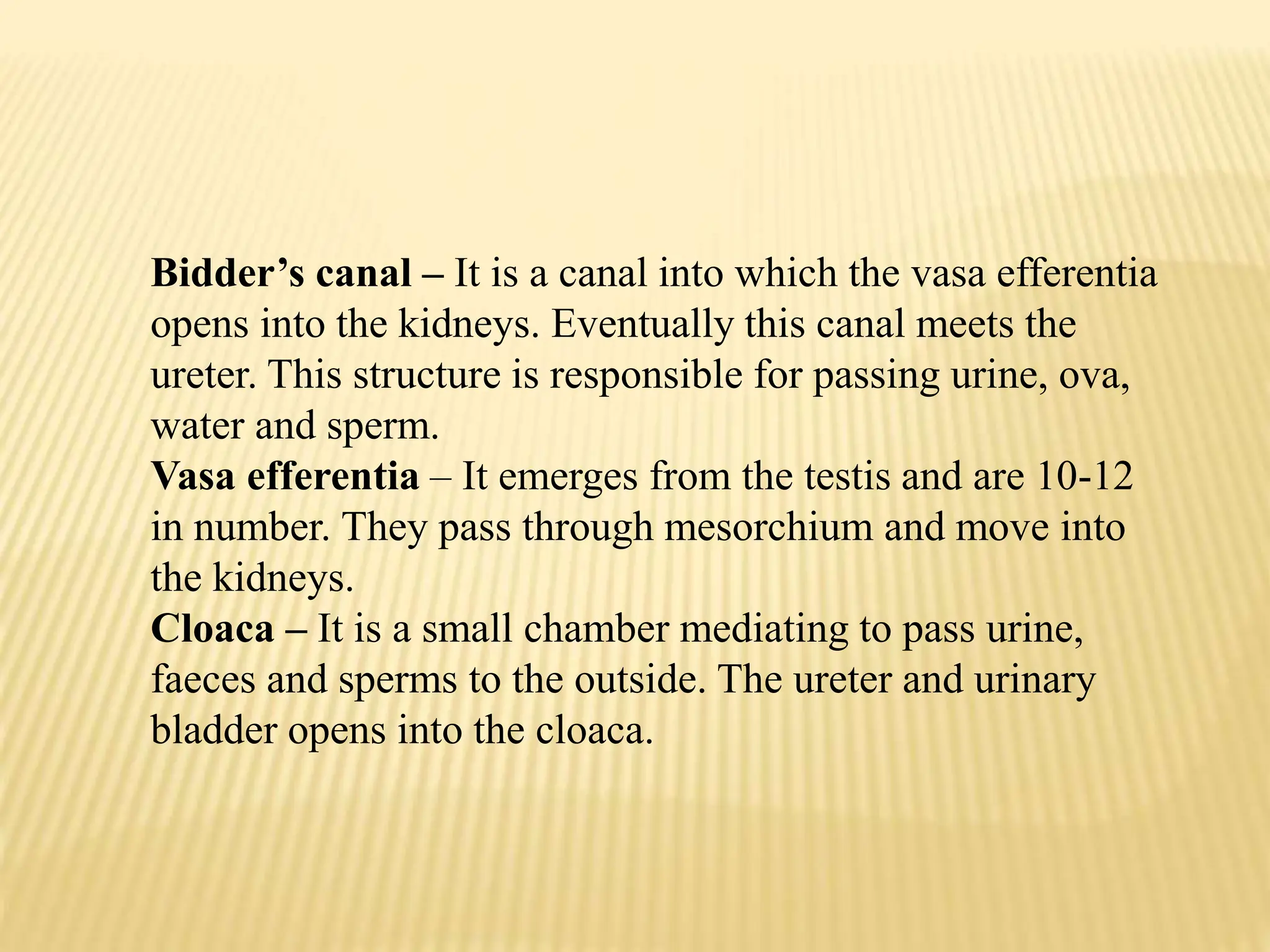 Urinogenital System in Frog 1.pptx