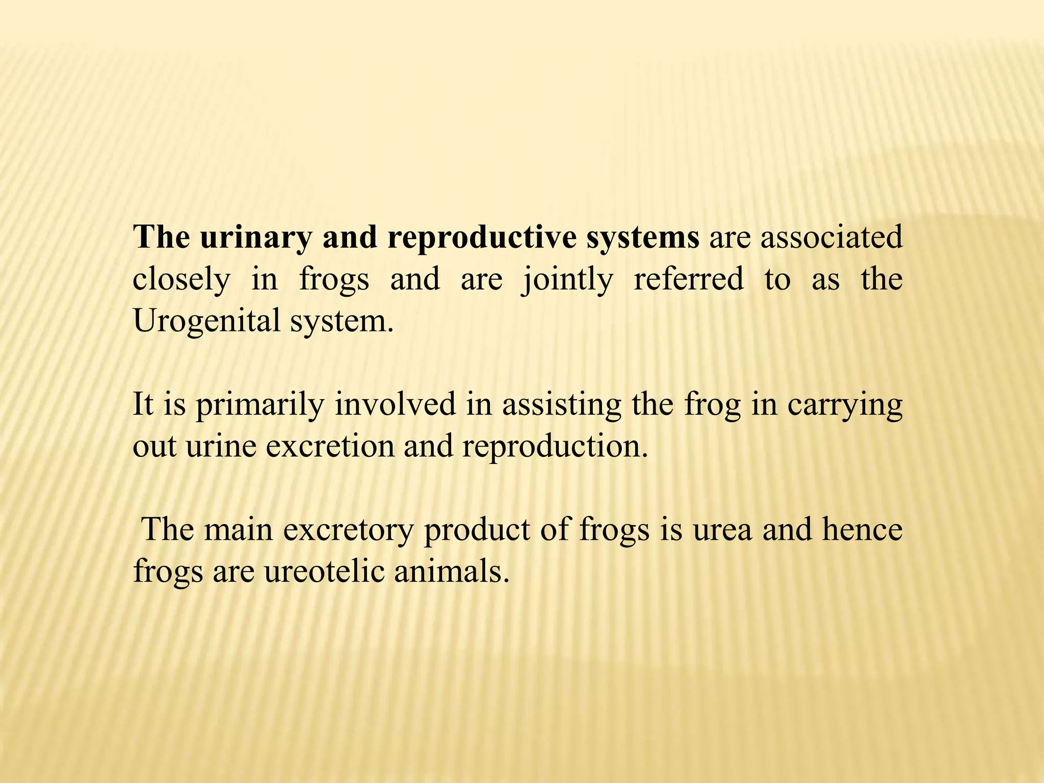 Urinogenital System in Frog 1.pptx