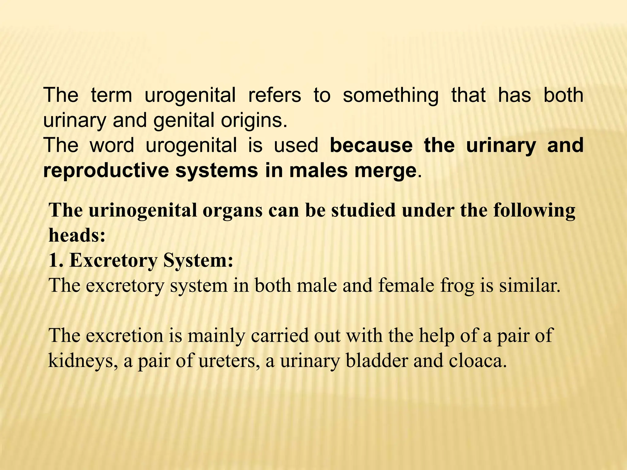 Urinogenital System in Frog 1.pptx