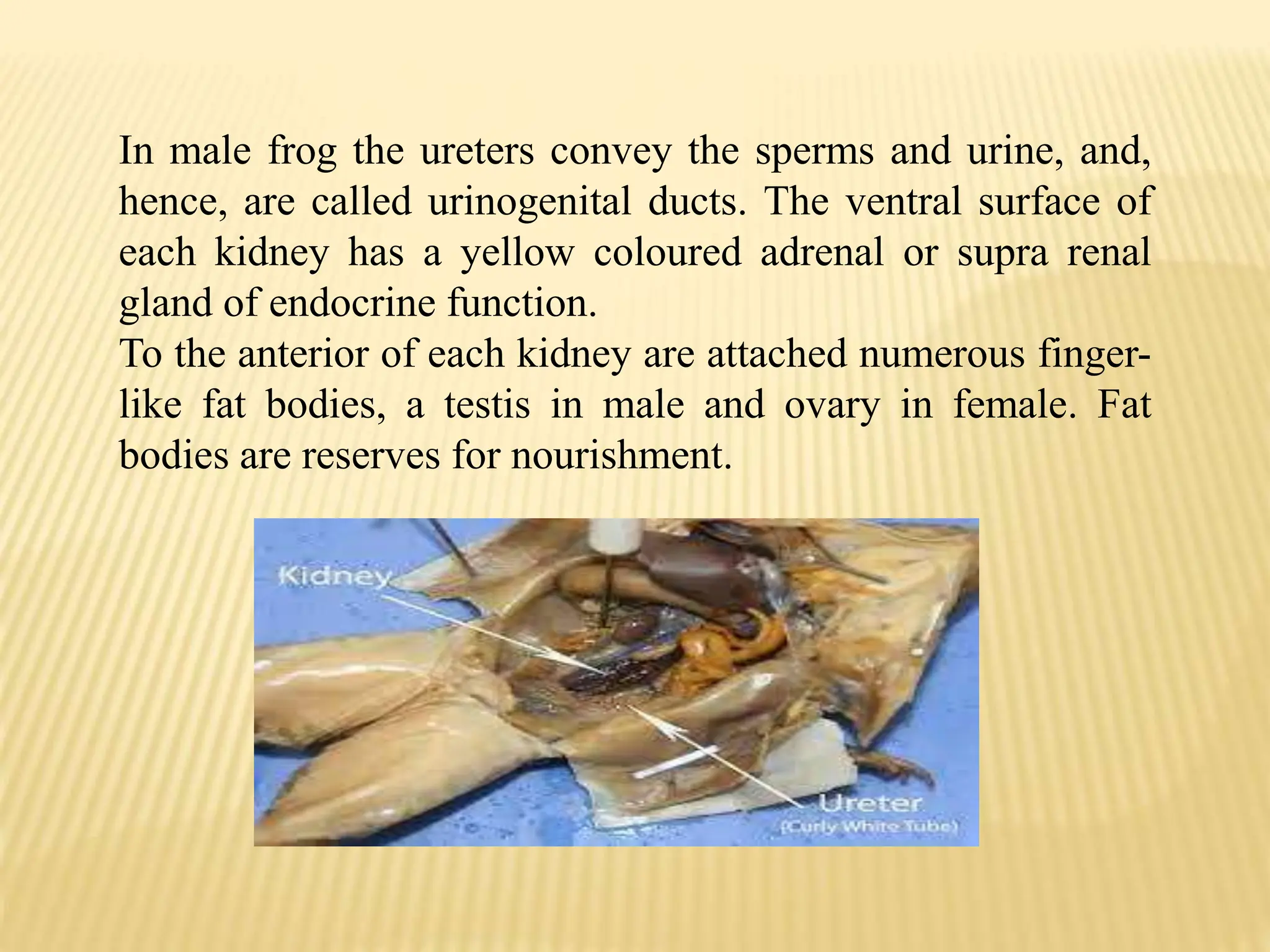 Urinogenital System in Frog 1.pptx