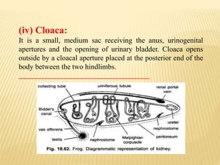 Urinogenital System in Frog 1.pptx