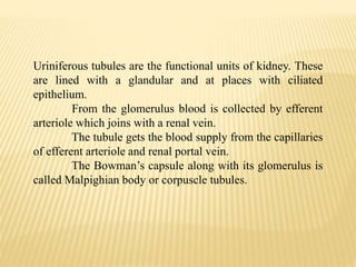 Urinogenital System in Frog 1.pptx