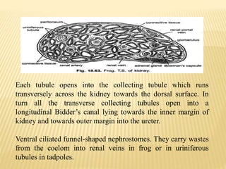 Urinogenital System in Frog 1.pptx