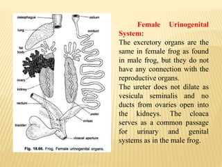 Urinogenital System in Frog 1.pptx