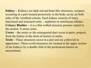 Urinogenital System in Frog 1.pptx