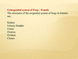 Urinogenital System in Frog 1.pptx