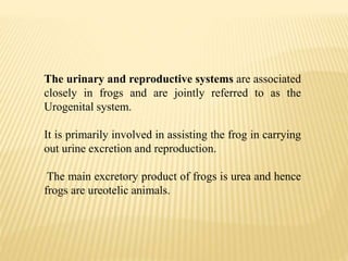 Urinogenital System in Frog 1.pptx