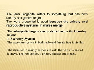 Urinogenital System in Frog 1.pptx