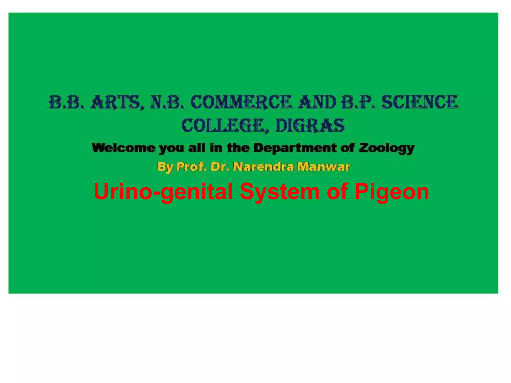 Urinogenital system of pigeon | PPTX