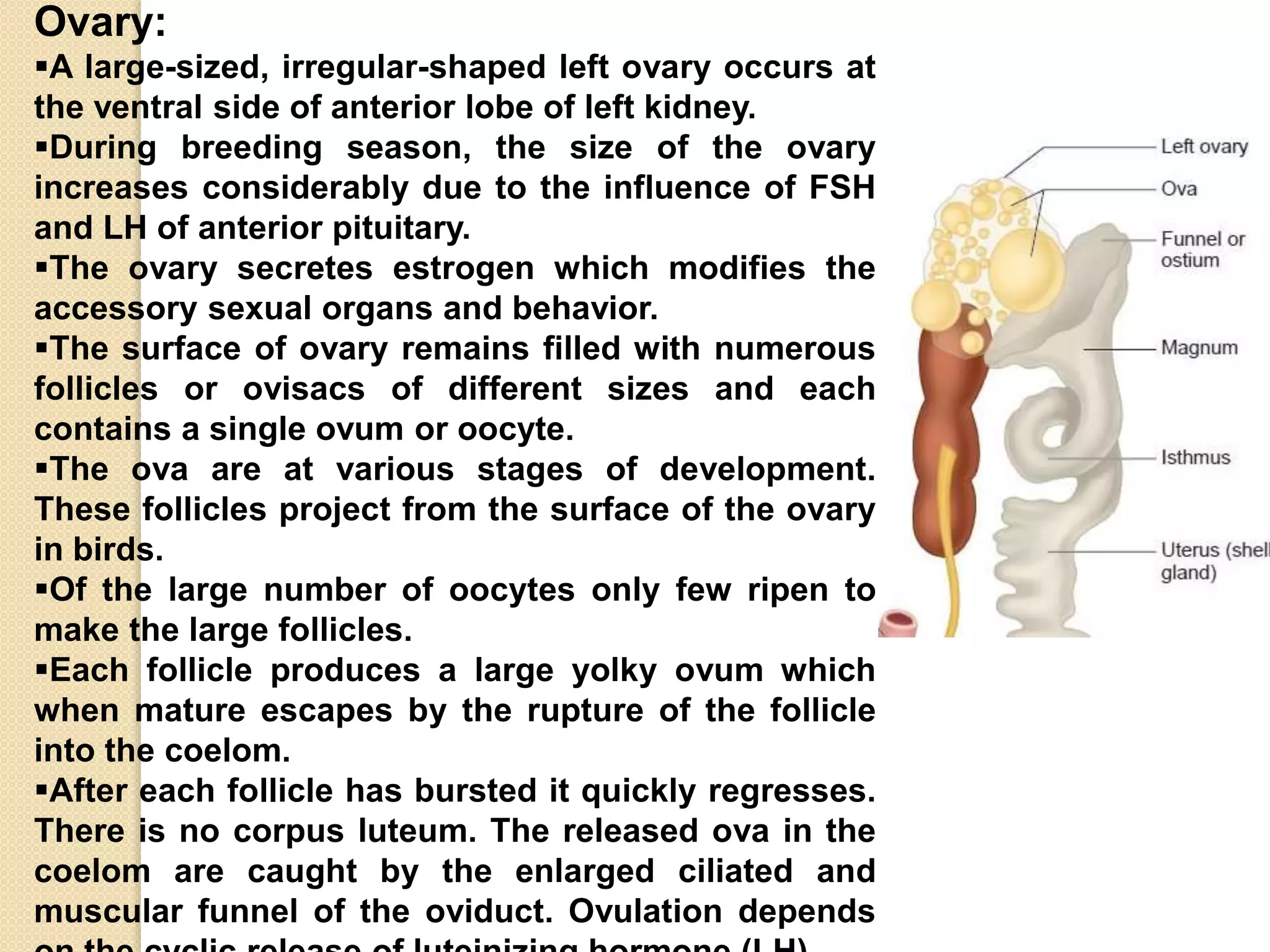Urinogenital system of pigeon | PPTX