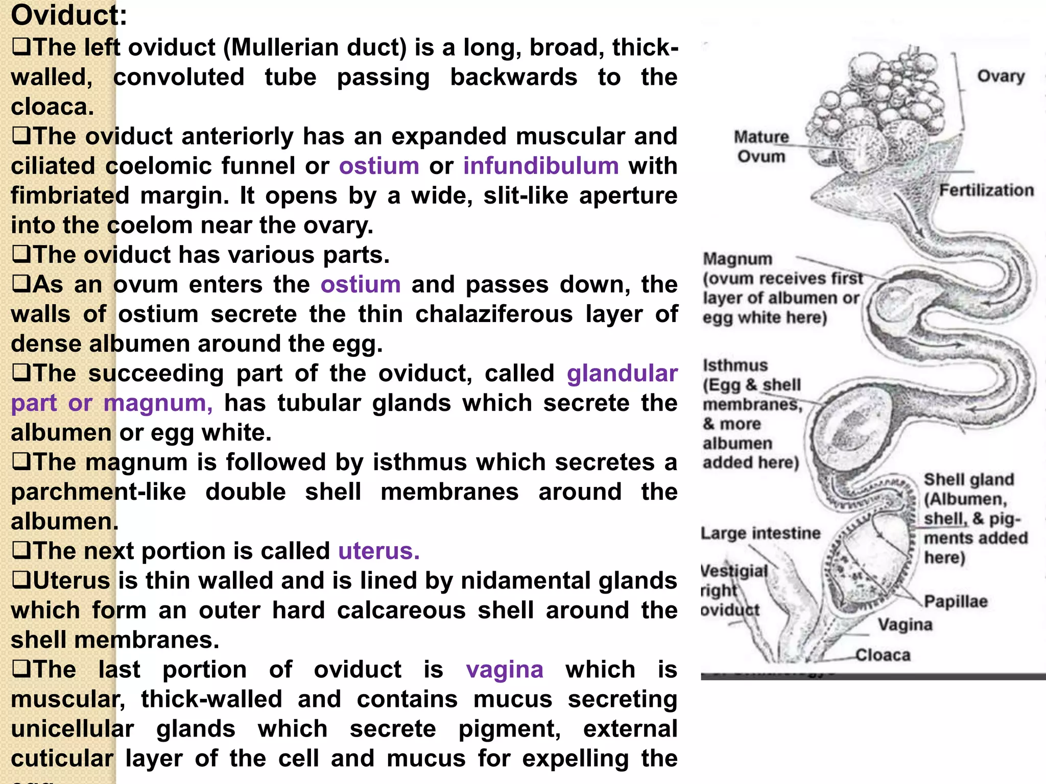 Urinogenital system of pigeon | PPTX