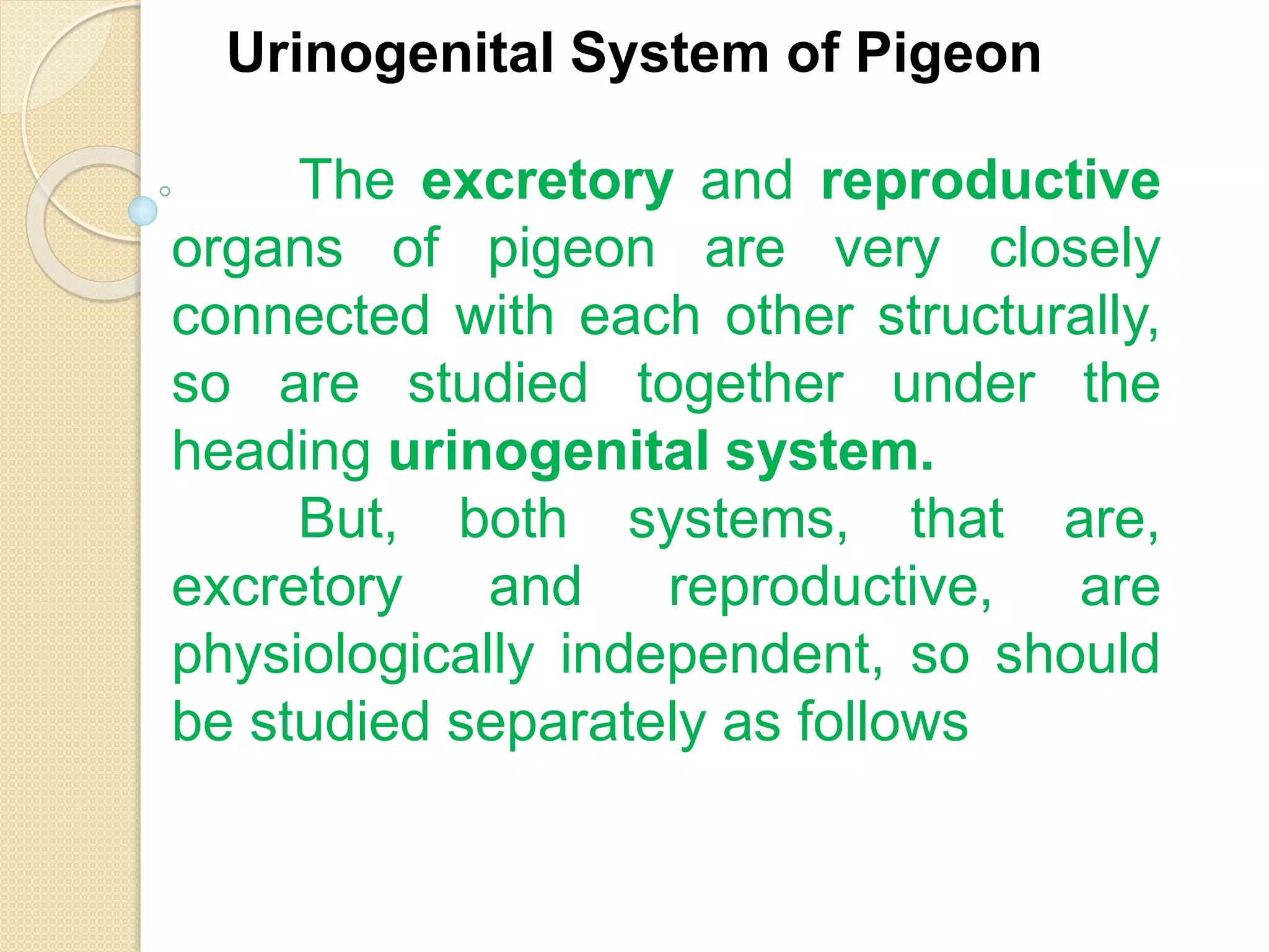 Urinogenital system of pigeon | PPTX