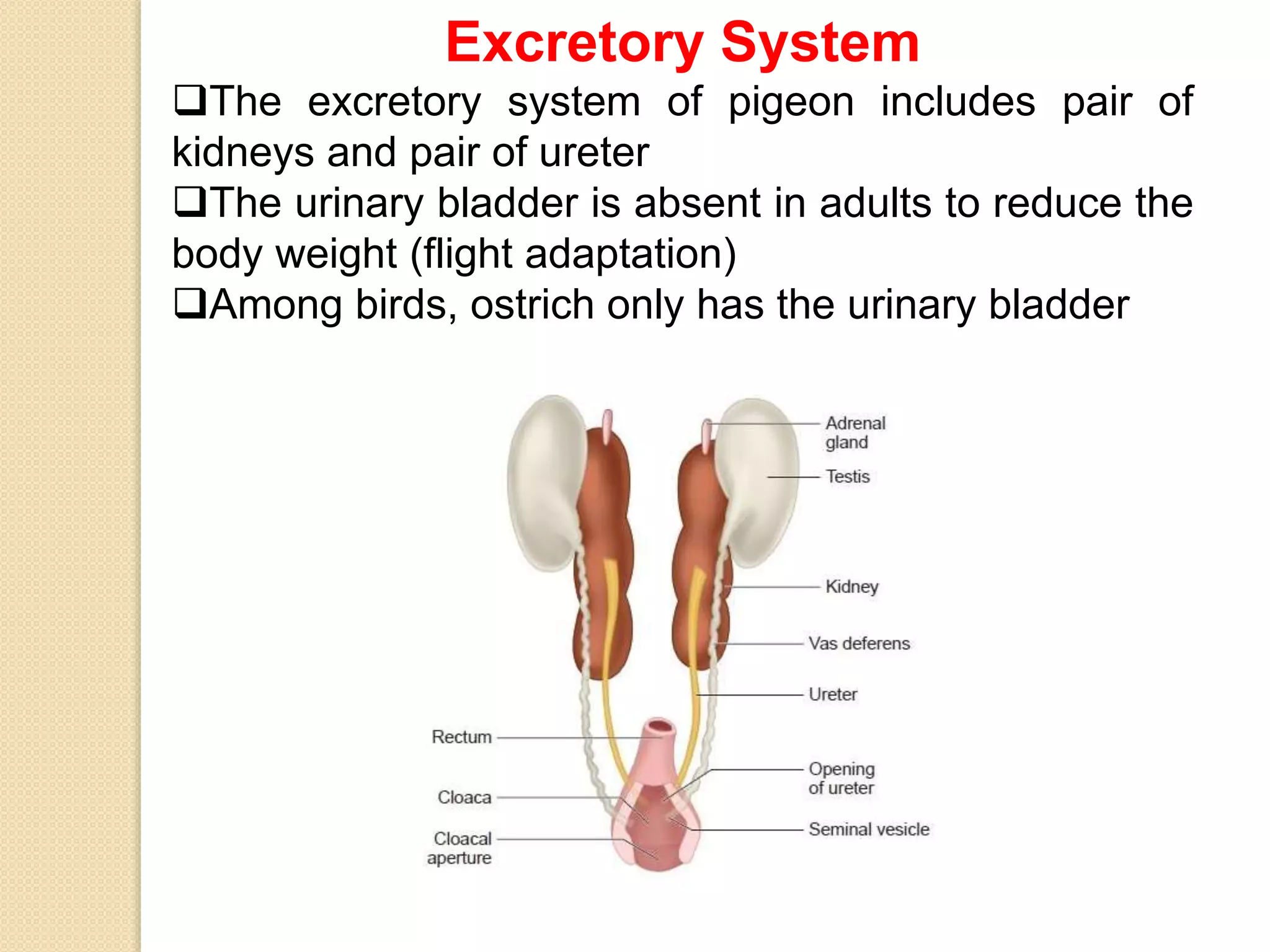 Urinogenital system of pigeon | PPTX