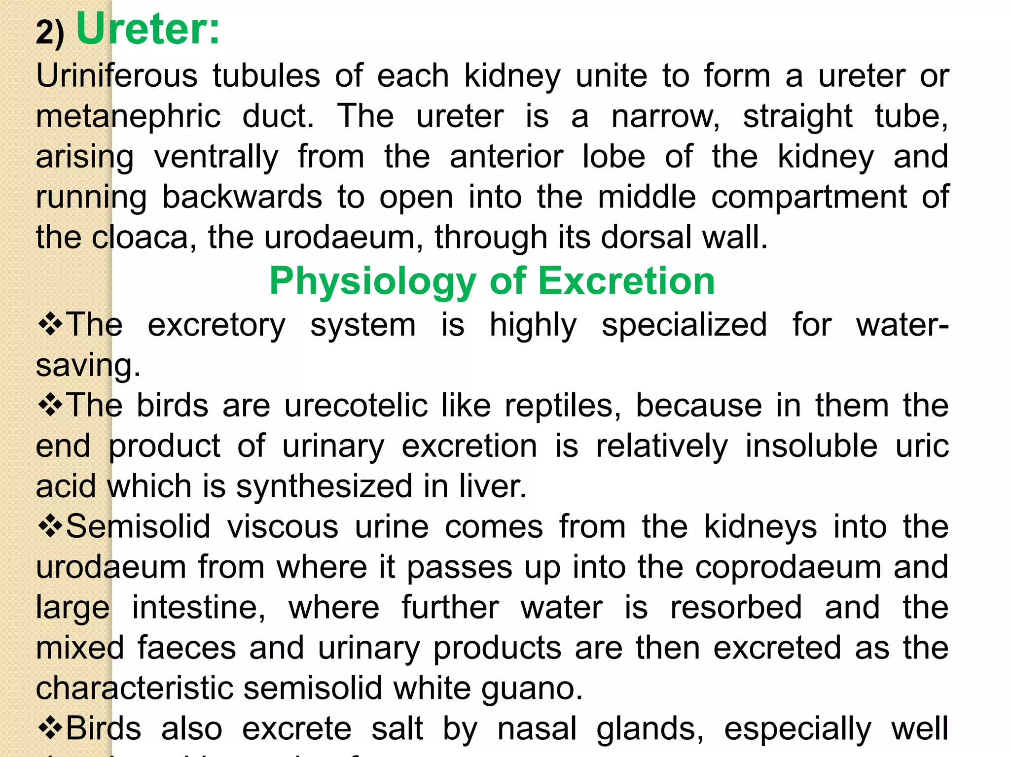 Urinogenital system of pigeon | PPTX