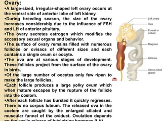 Urinogenital system of pigeon | PPTX
