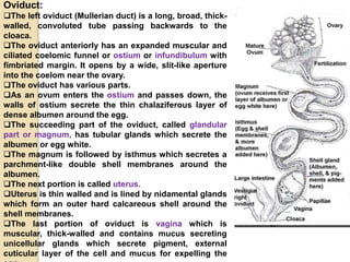 Urinogenital system of pigeon | PPTX