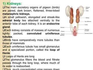 Urinogenital system of pigeon | PPTX