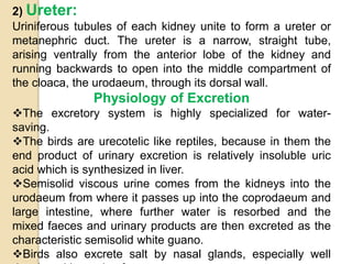 Urinogenital system of pigeon | PPTX