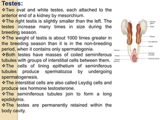 Urinogenital system of pigeon | PPTX
