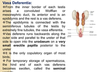 Urinogenital system of pigeon | PPTX