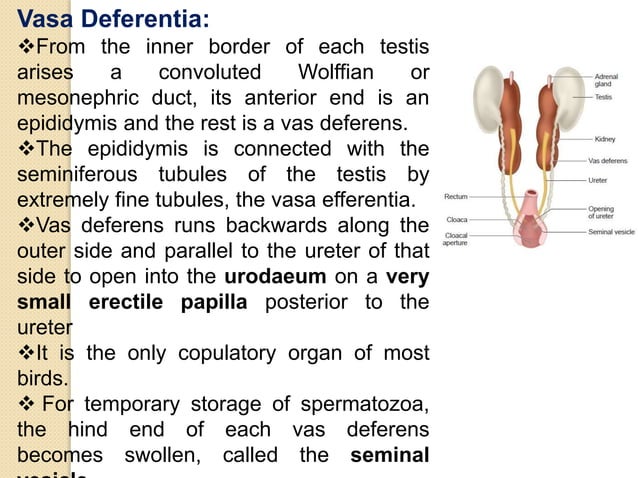 Urinogenital system of pigeon | PPTX