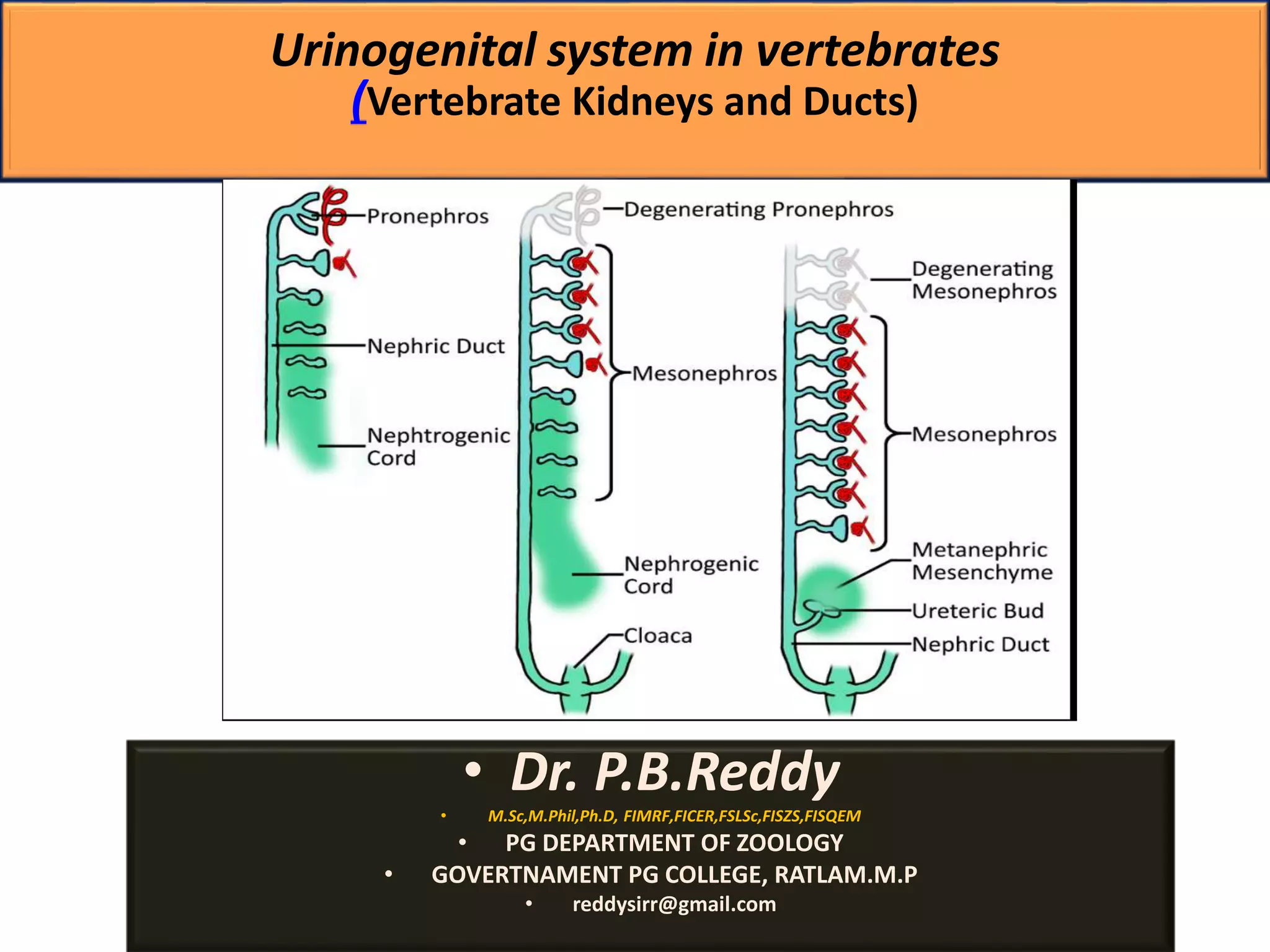 Urino genitial system of vertebrates | PPTX