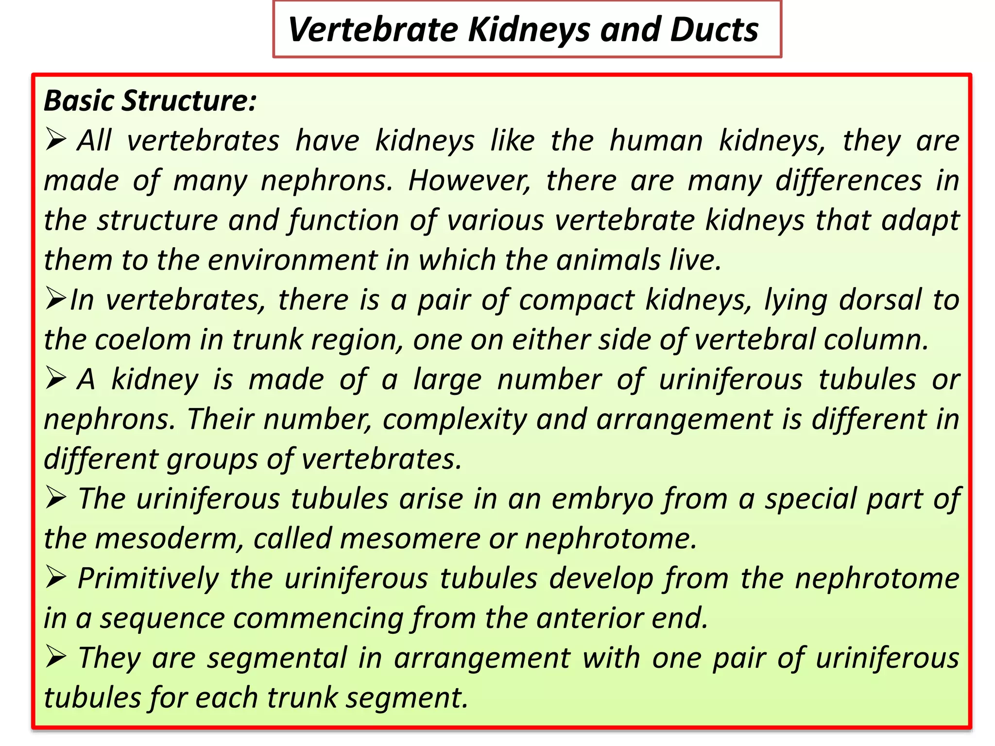 Urino genitial system of vertebrates | PPTX