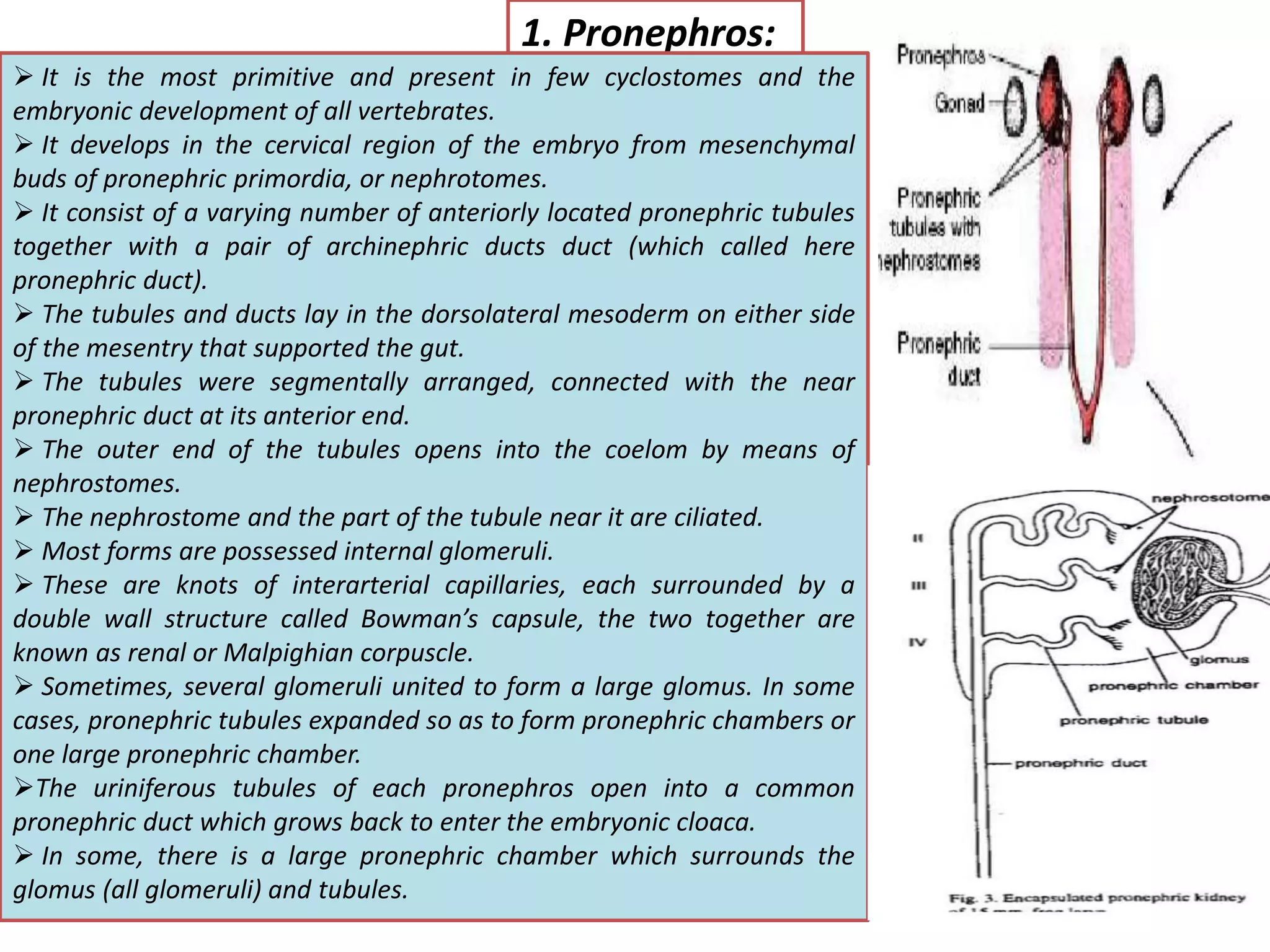 Urino genitial system of vertebrates | PPTX